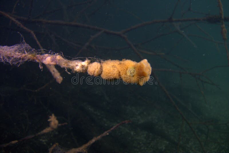 Catfish stock photo. Image of pike, catfish, water, pilots - 98193628