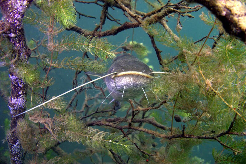 Catfish stock image. Image of underwater, twinset, scubadiver2 - 98134871