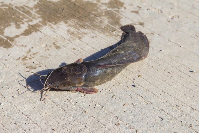 Walking Catfish Feed on the Surface of the Water Stock Image - Image of ...