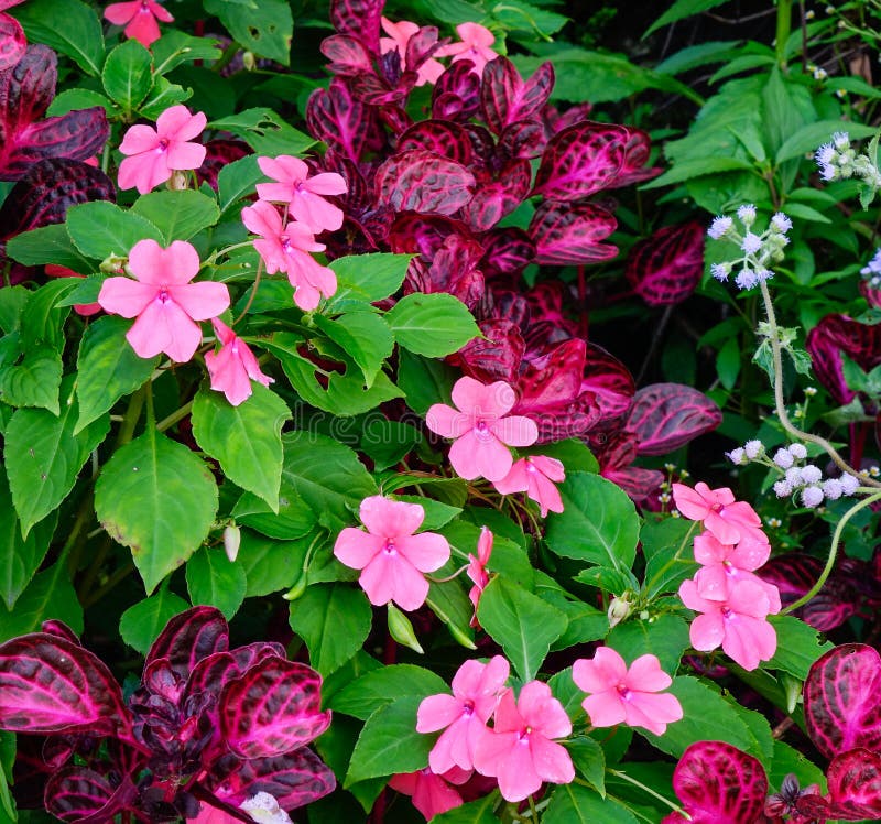 Catharanthus flowers stock photo. Image of blue, province - 73790106