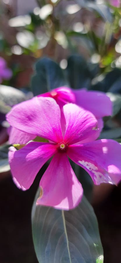 Catharanthus Roseus, Cape Periwinkle, Madagascar Periwinkle, pink ...