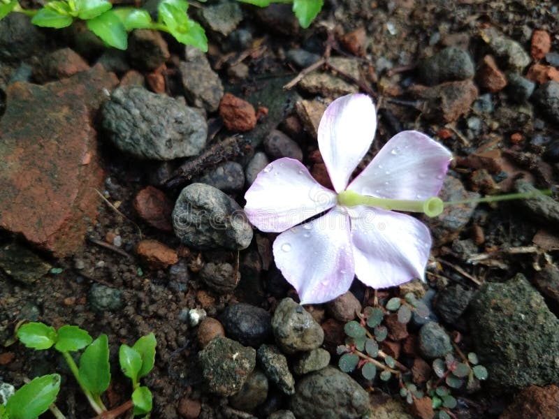 Catharanthus Roseus Fell on Ground Stock Photo - Image of flora ...