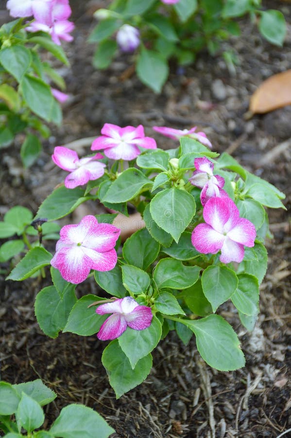Pink Catharanthus Roseus Flower Stock Photo - Image of bringht, floral ...