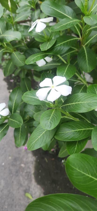 White Tapak dara flower stock photo. Image of vegetable - 242558640