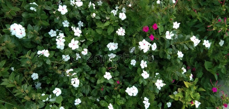 Catharanthus Roseus stock image. Image of flower, folwer - 117937941