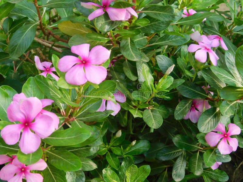 Nayantara Tree Image in India West Bengal Stock Image - Image of west ...