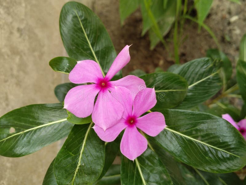168 Nayantara Catharanthus Stock Photos - Free & Royalty-Free Stock ...