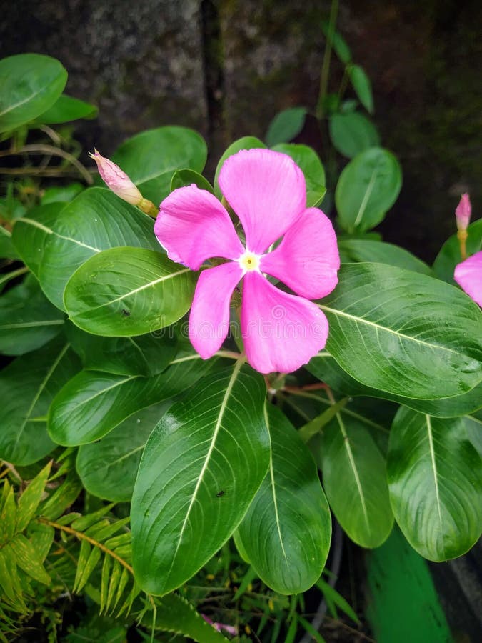 Catharanthus Roseus / Tapak Dara Stock Photo - Image of roseus, flower ...