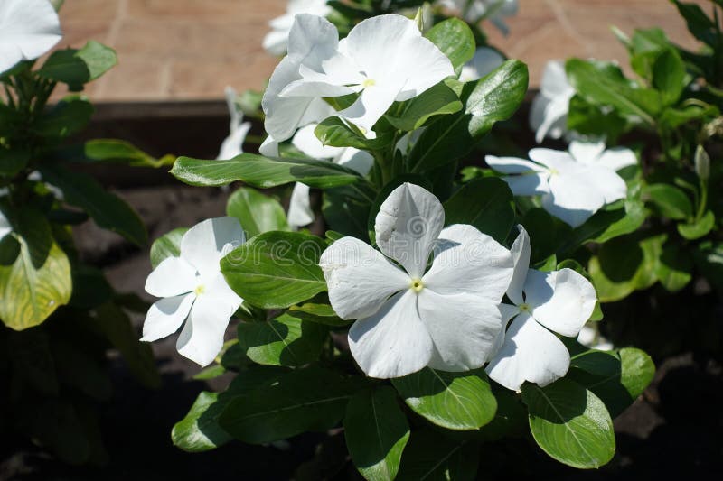 Catharanthus Roseus with White Flowers Stock Image - Image of flora ...