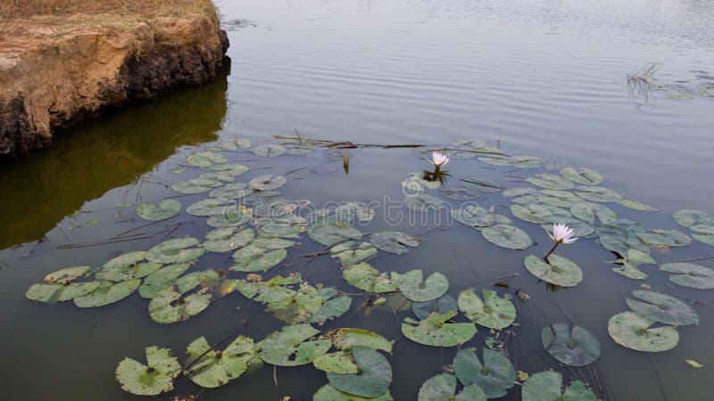 Catharsis stock photo. Image of flowers, catharsis, ripples - 159274594