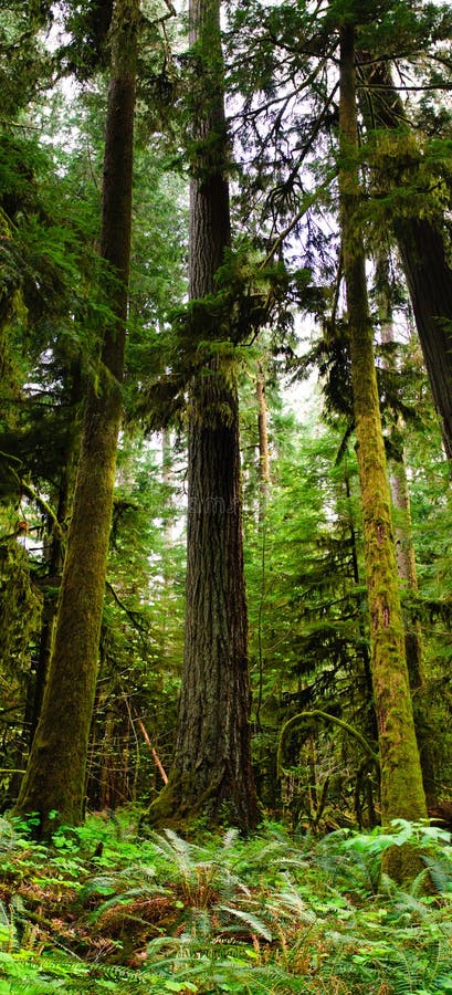 Cathedral Grove stock image. Image of douglas, columbia - 27748619