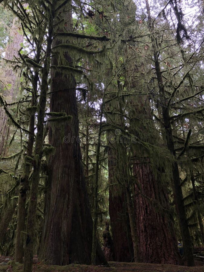 Cathedral Grove stock photo. Image of trees, ancient - 146099758