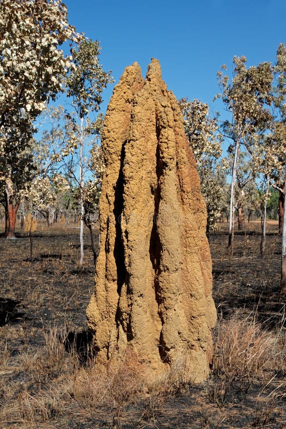 Cathedral Termite Mound, Australia Editorial Stock Photo - Image of ...
