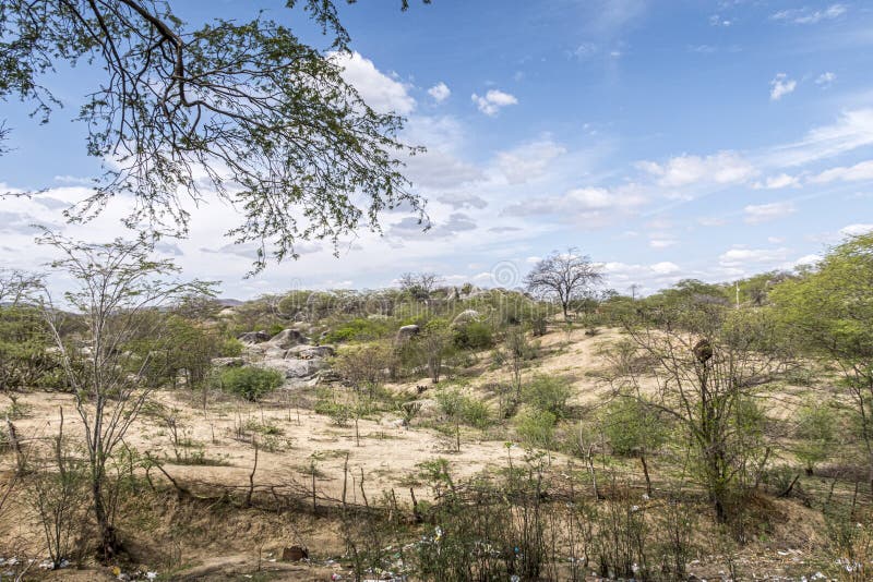 Catinga Landscape Stock Photos - Free & Royalty-Free Stock Photos from ...