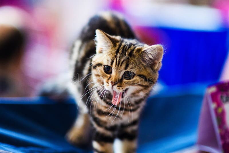 Catito foto de archivo. Imagen de peludo, mascota, piel - 156044240