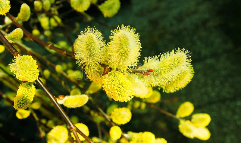 Catkin stock photo. Image of plant, catkin, autumn, tree - 25805952