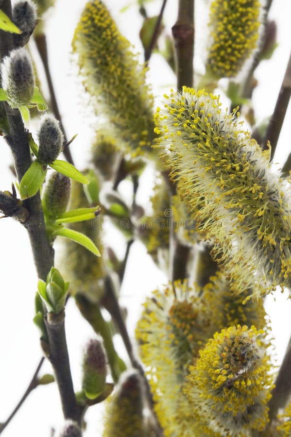 Catkin stock photo. Image of plant, catkin, autumn, tree - 25805952