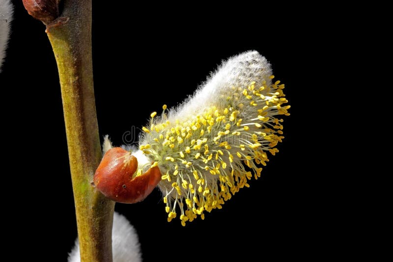 Catkin in blooming stock photo. Image of catkin, osier - 18955494