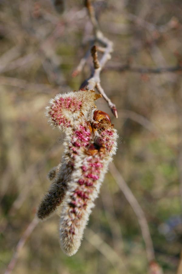 Catkin stock image. Image of catkins, closeup, spring - 68557759