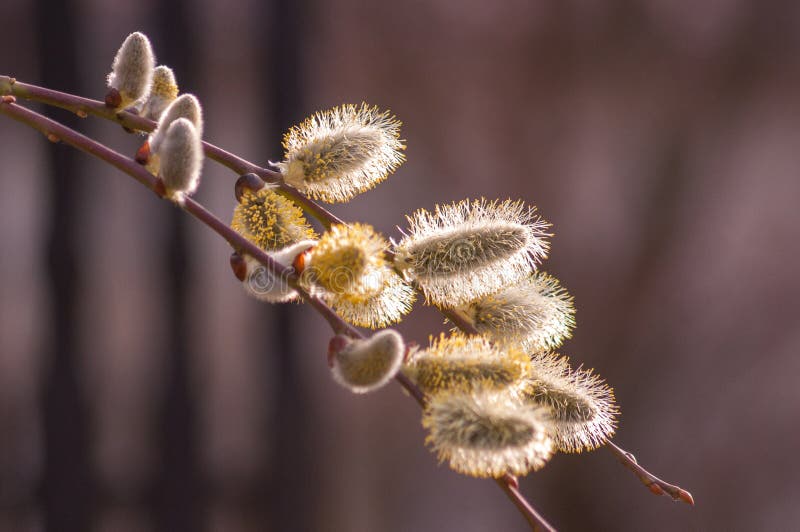 Catkin stock photo. Image of macro, flower, april, bloom - 52779302