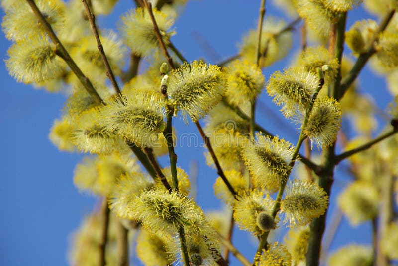 Catkin stock image. Image of tree, willow, nature, yellow - 11412229