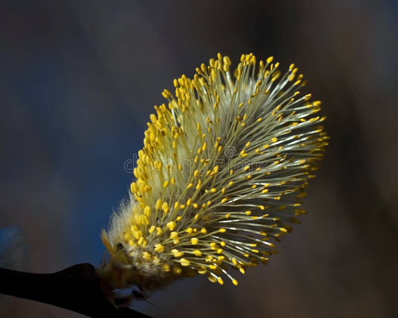 Catkin of sallows stock photo. Image of excelsior, nature - 52518320