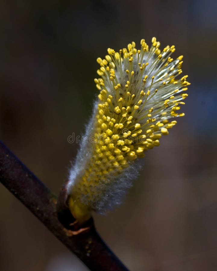 Catkin of sallows stock photo. Image of isolated, close - 52518920