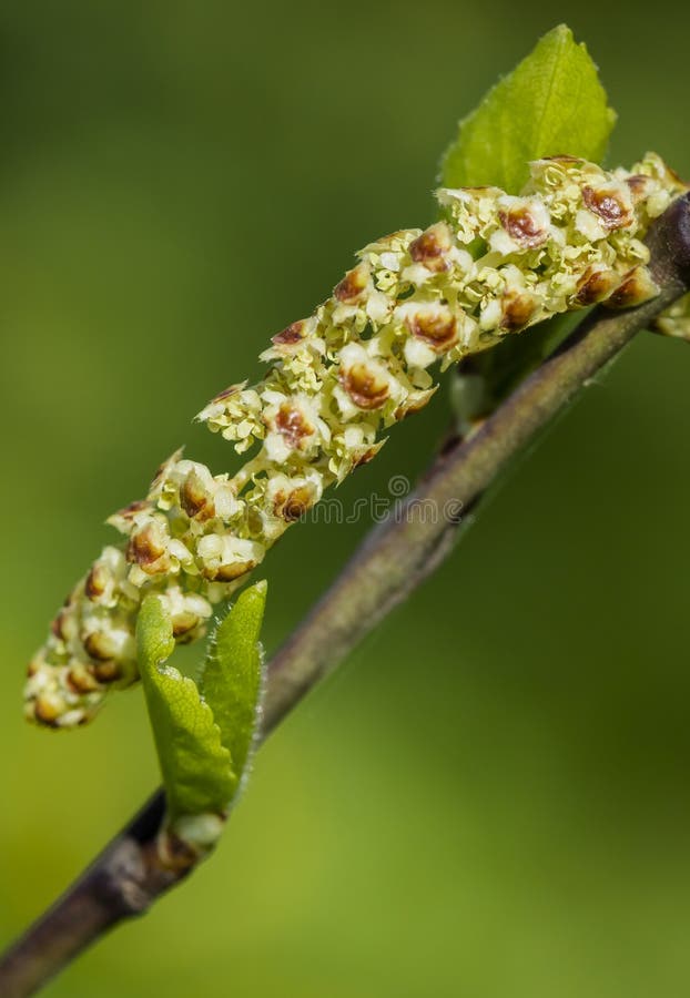 Catkin on a Small Branch with Budding Green Leaves and Against Blurred ...