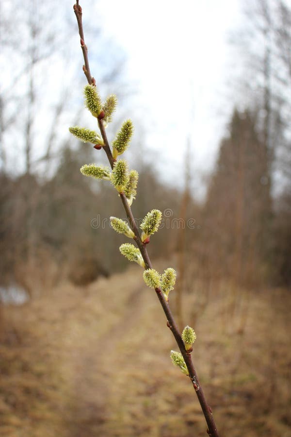 Catkin in spring stock photo. Image of background, path - 144476686