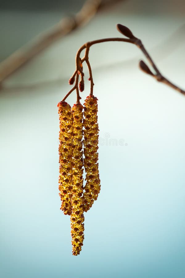 Catkins stock image. Image of forest, corylus, isolated - 24248679