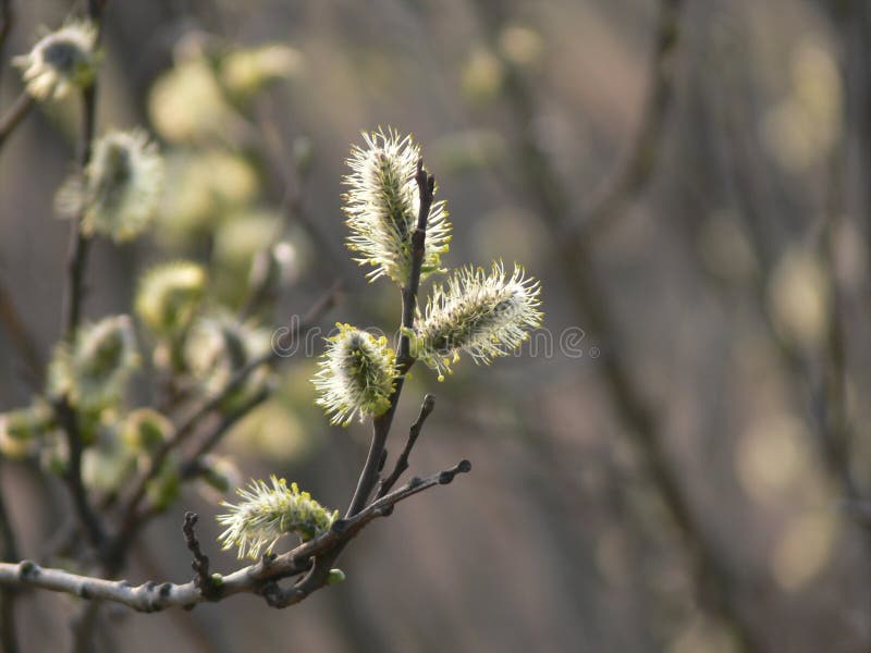 Catkins stock photo. Image of natural, catkin, simple, spring - 723994