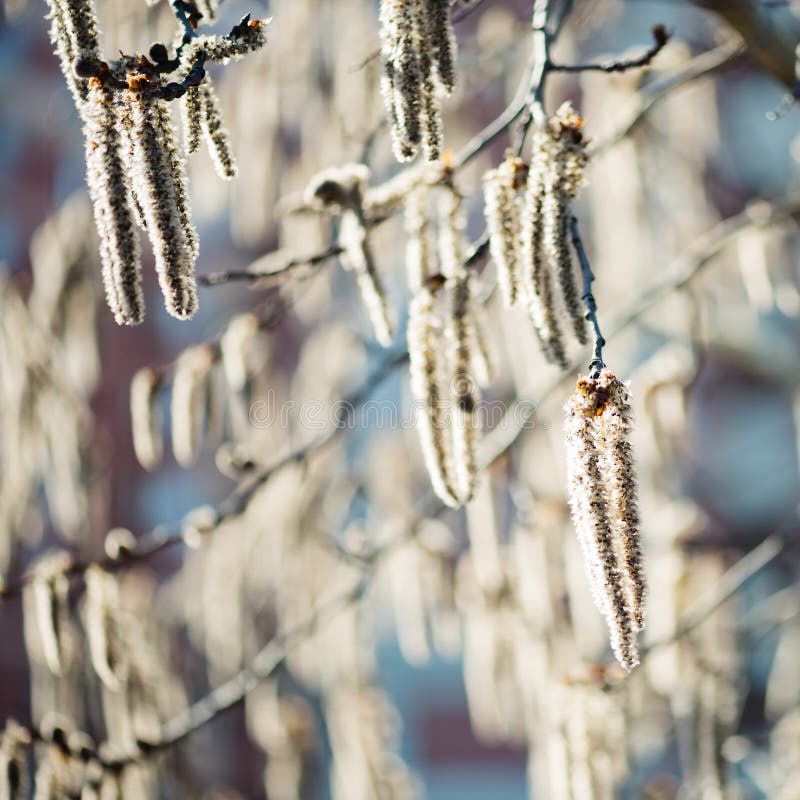 Catkins on an Alder Tree in Spring Stock Photo - Image of beauty ...