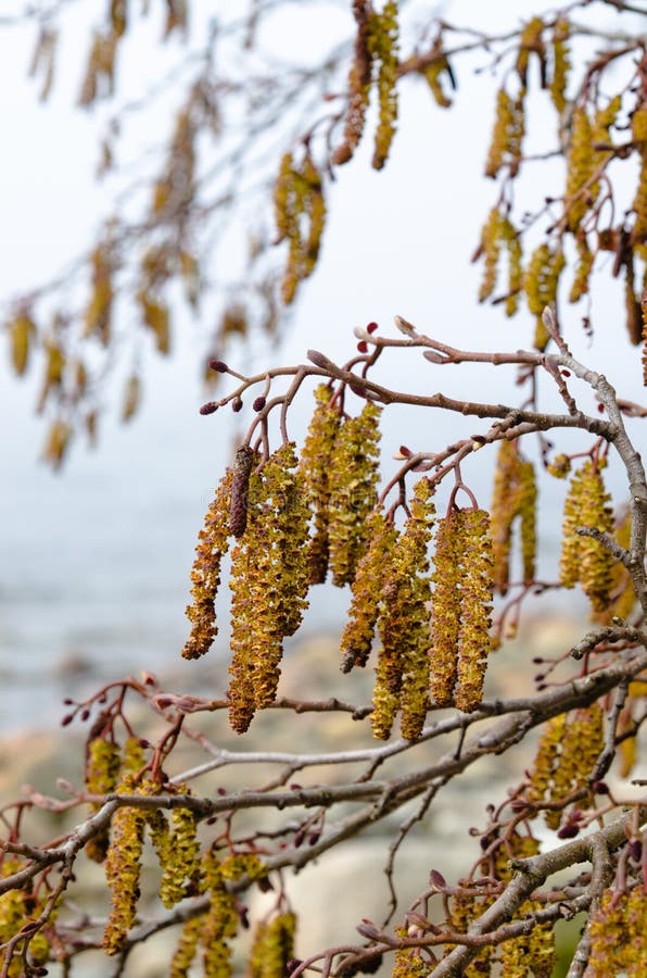Catkins on an Alder Tree in Spring Stock Photo - Image of metaphors ...