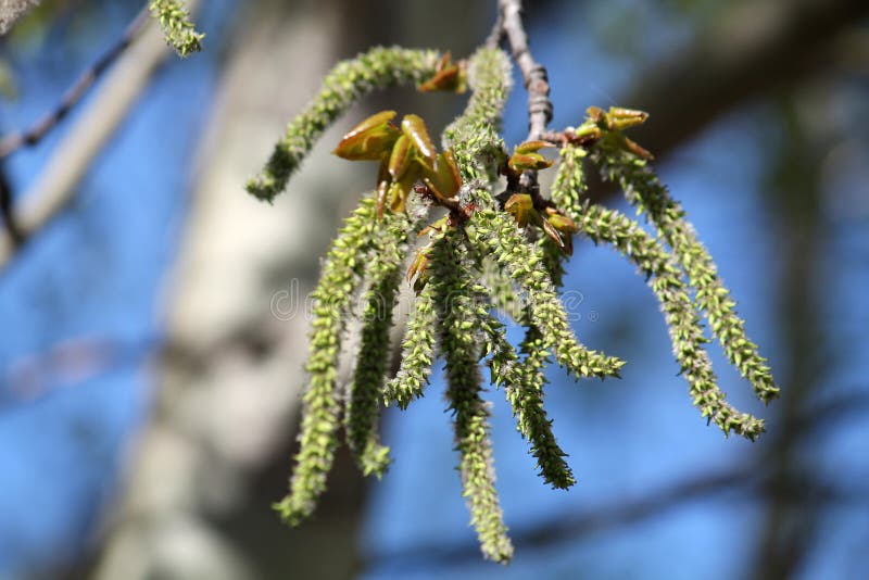 Catkins of Aspen Populus Tremula Tree Stock Photo - Image of tree ...