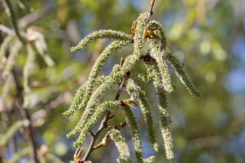 Catkins of Aspen Populus Tremula Tree Stock Image - Image of spring ...