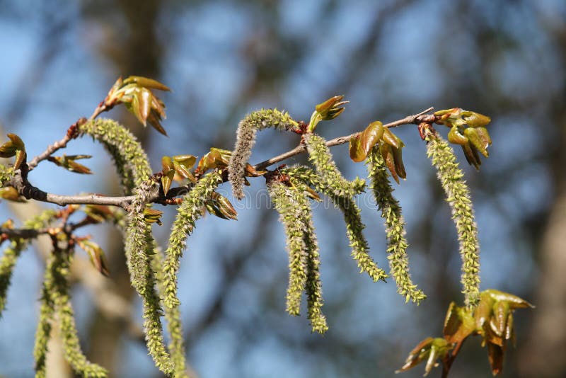 Catkins of Aspen Populus Tremula Tree Stock Image - Image of nature ...