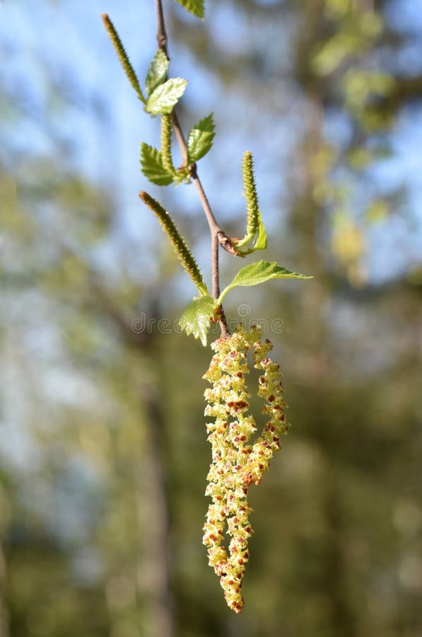 Birch Branch Betula Flowering in Spring Stock Photo - Image of flower ...