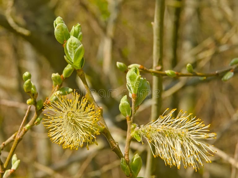 Catkins of a Common Sallow Tree Stock Photo - Image of flowers ...