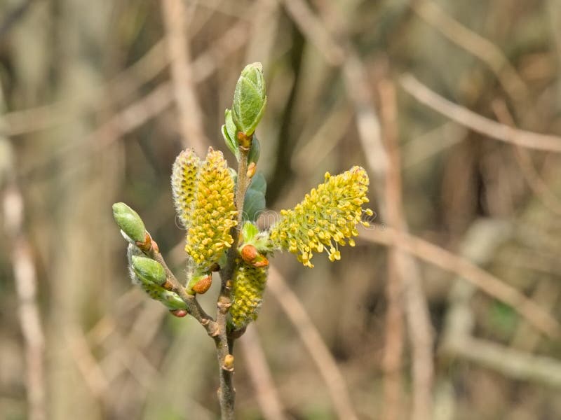 Catkins of a Common Sallow Tree Stock Image - Image of leafs, fever ...