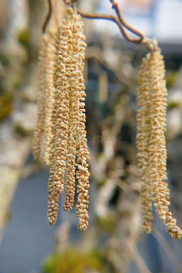 Catkins Contorted Old Man Henry's Walking Stick Stock Photos - Free ...
