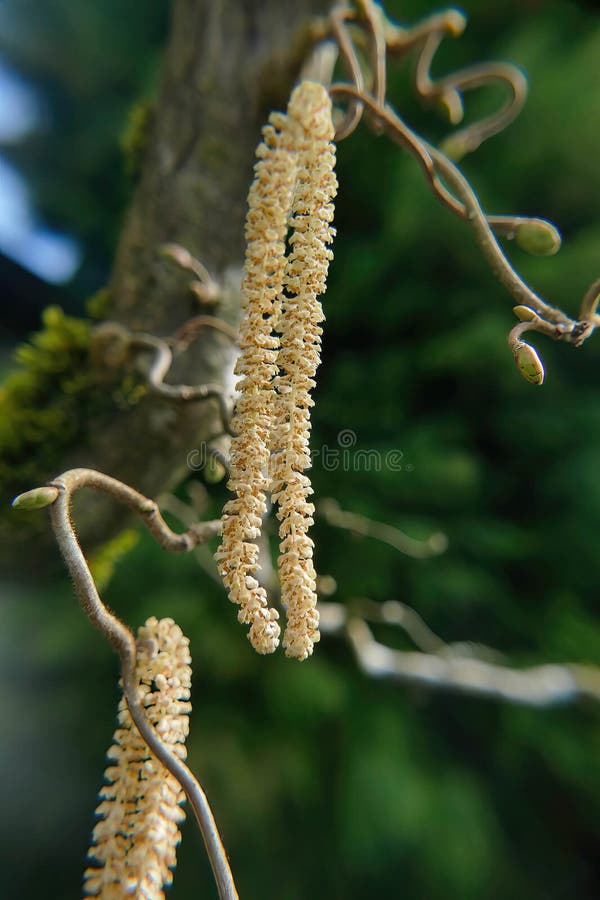 Catkins on Contorted Old Man Henry S Walking Stick Stock Image - Image ...