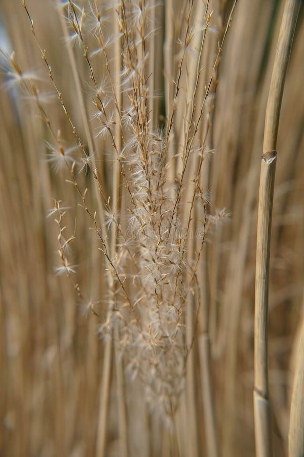 Catkins on Contorted Old Man Henry S Walking Stick Stock Photo - Image ...