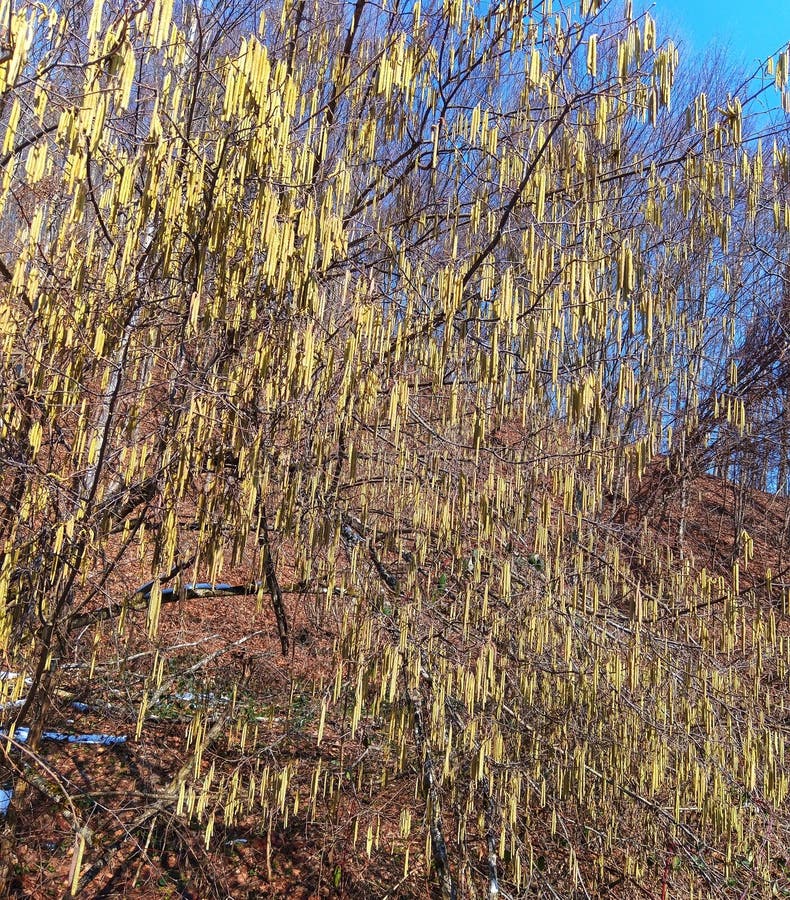 Long Yellowish Structures Stock Photos - Free & Royalty-Free Stock ...