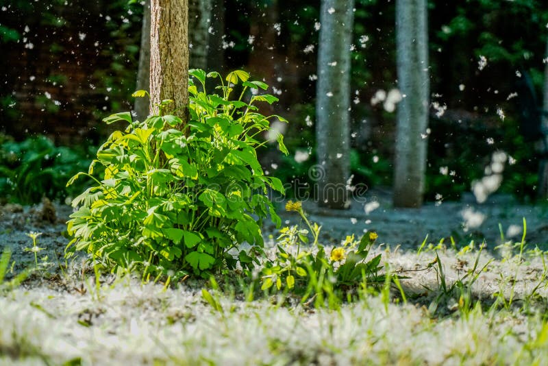 Catkins Flying All Over the Sky Stock Photo - Image of spring, blossom ...