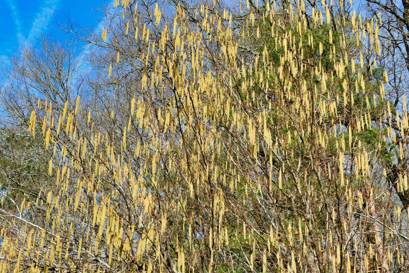 Catkins Galore stock photo. Image of beauty, pollen - 362213608