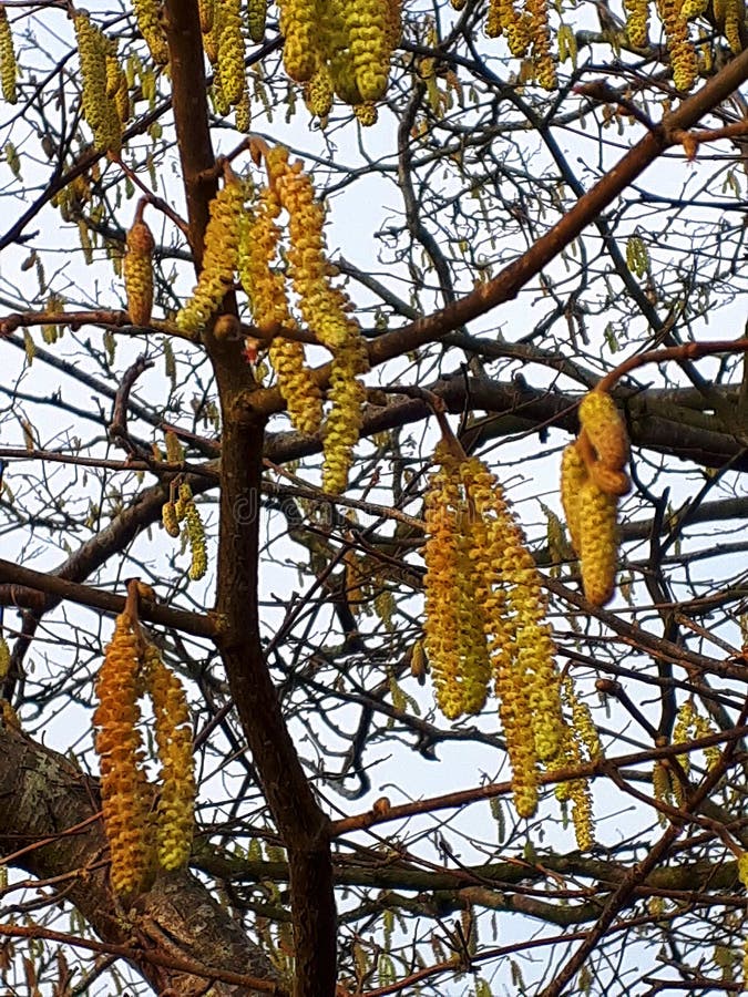 Catkins on a Hazel Bush Herald the Spring Stock Photo - Image of ...