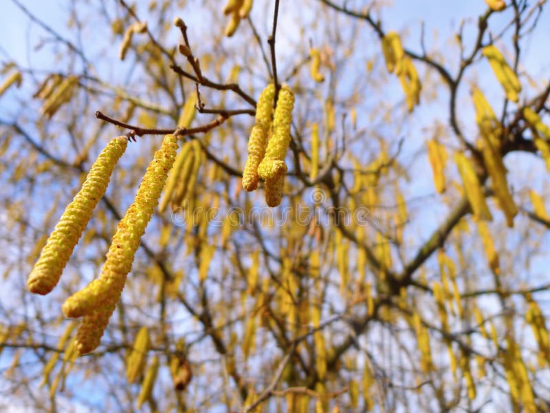 Hazel Tree in Spring, Male and Female Flowers. Stock Image - Image of ...