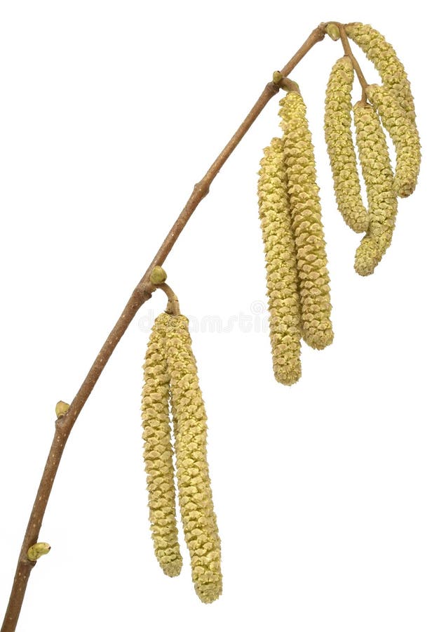 Catkins - isolated stock image. Image of ament, fine, macro - 5407965