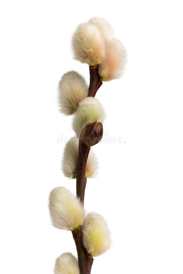 Willow catkins stock image. Image of plant, catkin, trees - 13096363