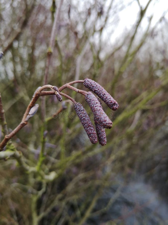 Catkins stock image. Image of twig, nature, pond, purple - 135807573